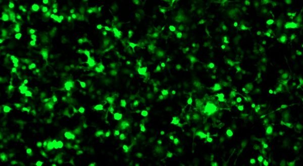 The Cursed Experiment - The Struggling Scientists 2022